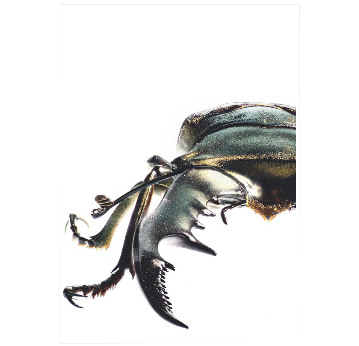 Alien Worlds: How Insects Conquered the Earth, and Why Their Fate Will ...