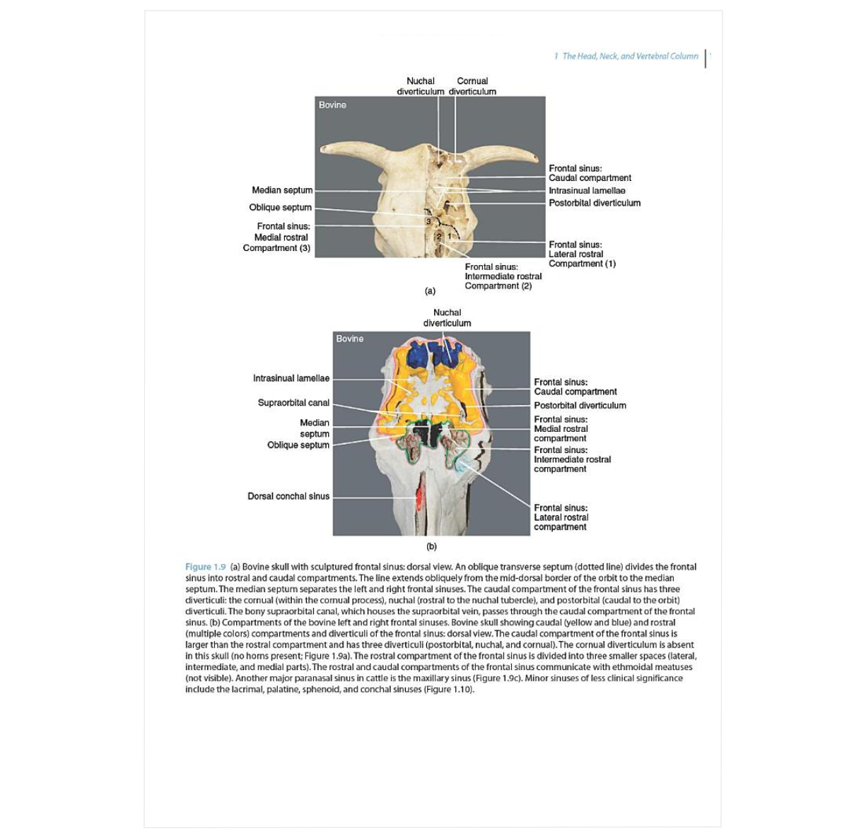 Guide to Ruminant Anatomy: Dissection and Clinical Aspects, 2nd Editio ...