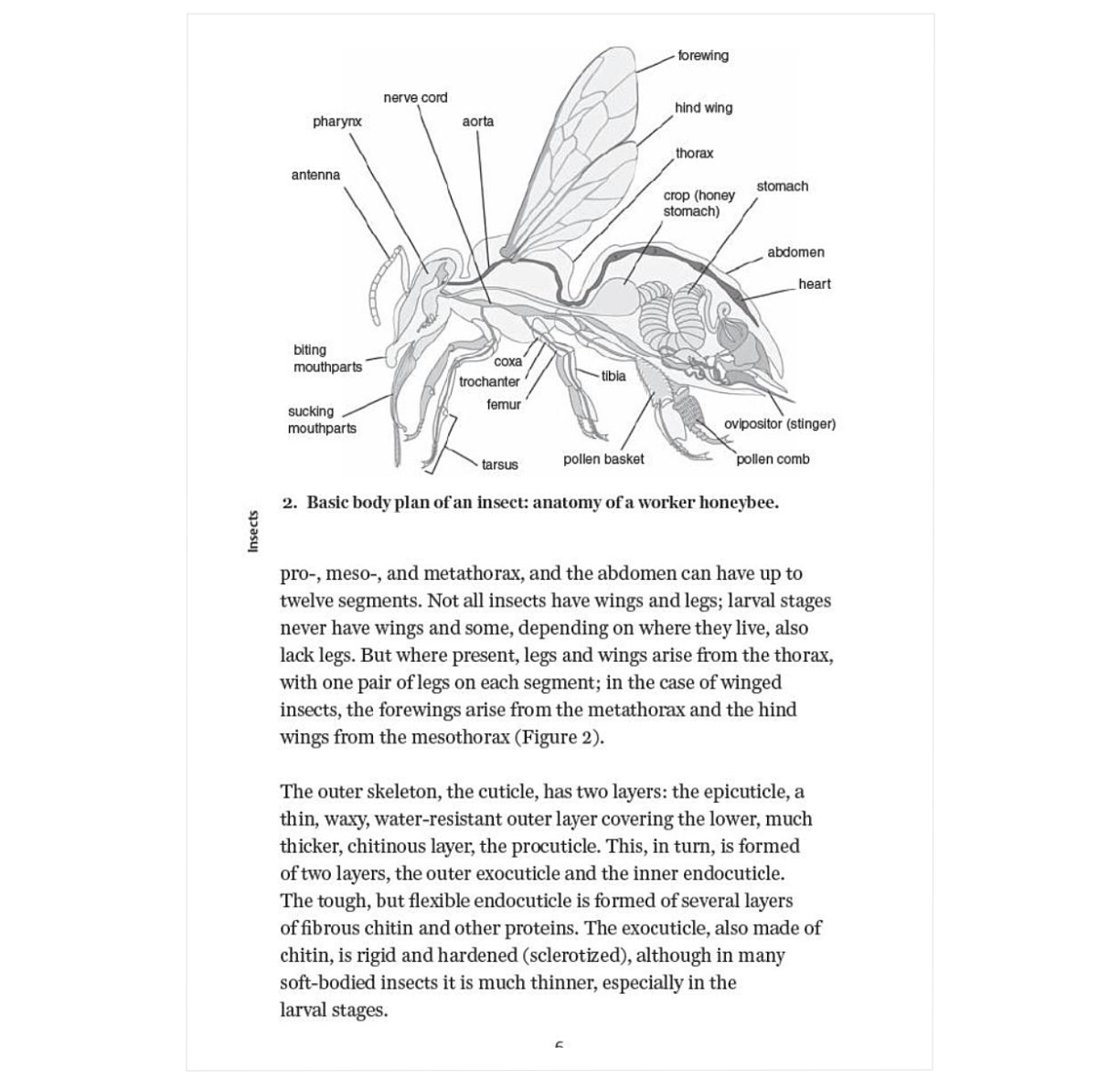 Insects: A Very Short Introduction (Very Short Introductions) - BIOWEB ...