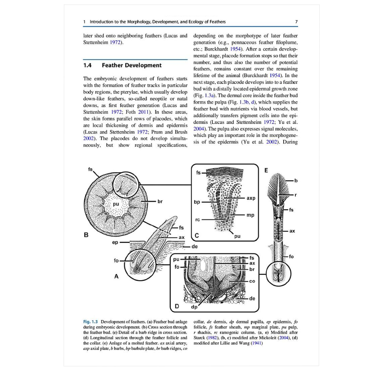 The Evolution of Feathers: From Their Origin to the Present (Fascinati ...