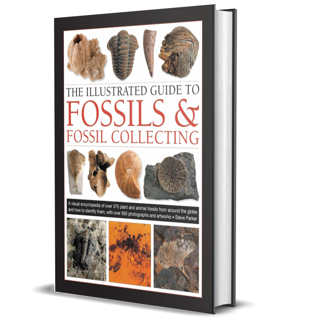 The Illustrated Guide to Fossils & Fossil Collecting: A Reference Guid - BIOWEB® Colombia
