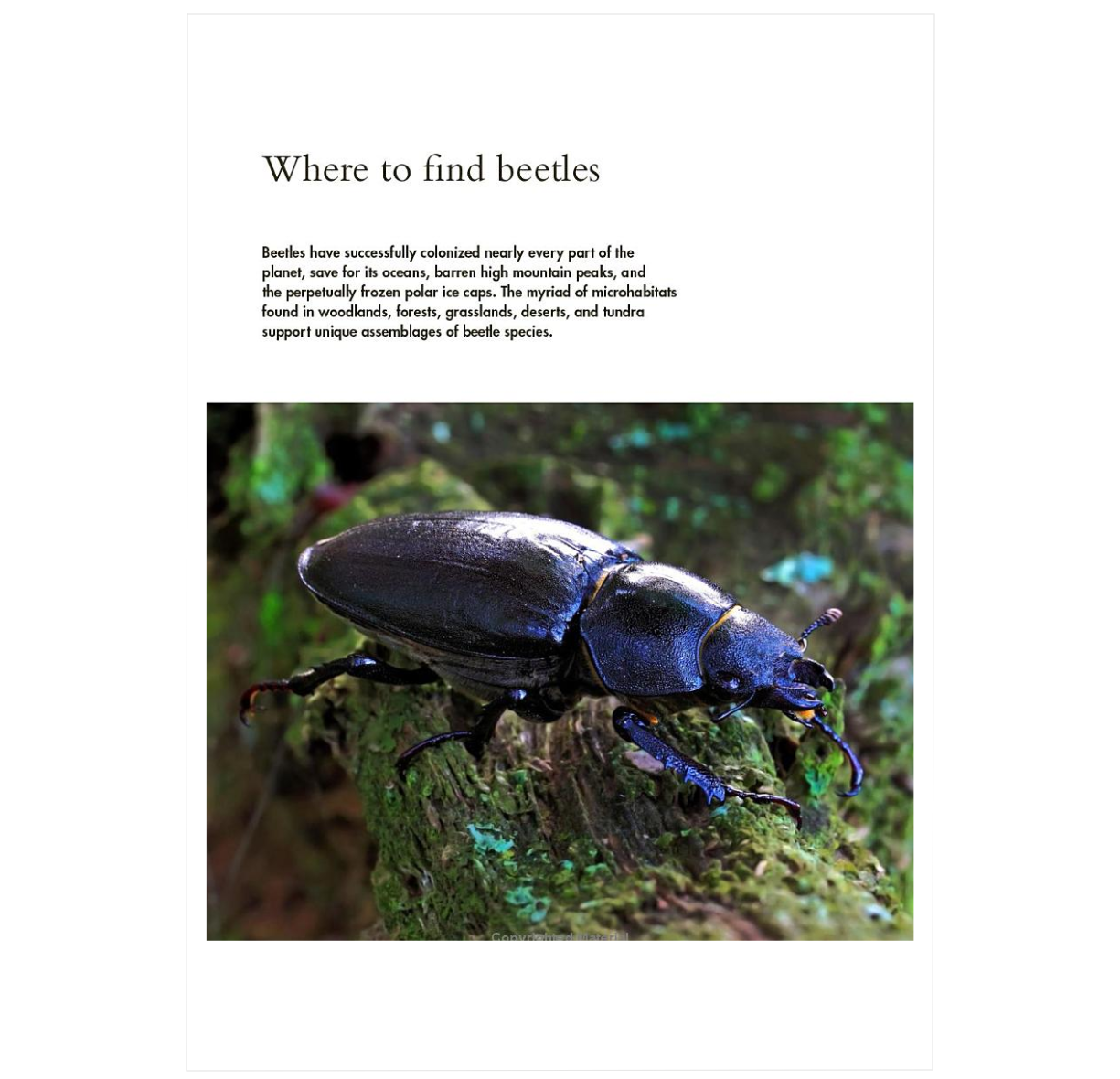 The Lives of Beetles: A Natural History of Coleoptera - BIOWEB® Colombia