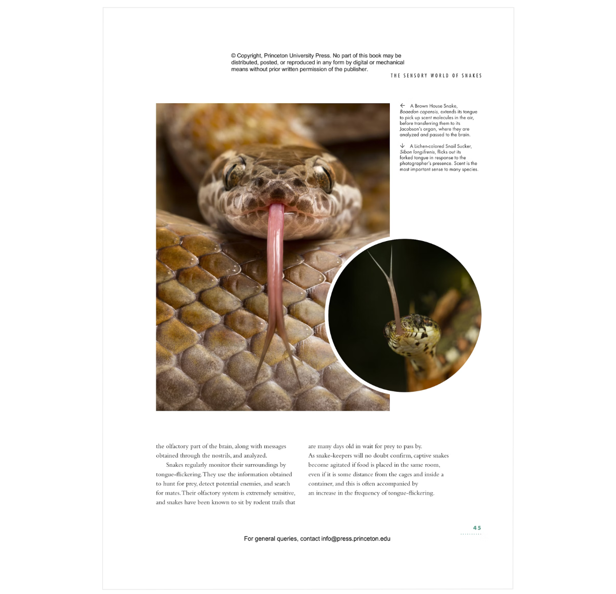 The Lives of Snakes: A Natural History of the World's Snake - BIOWEB ...