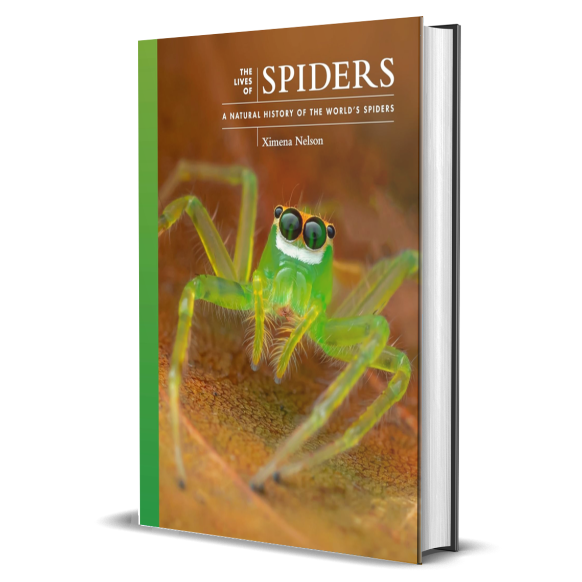 Spider Made In The World – Most Interesting Spiders – OVNI