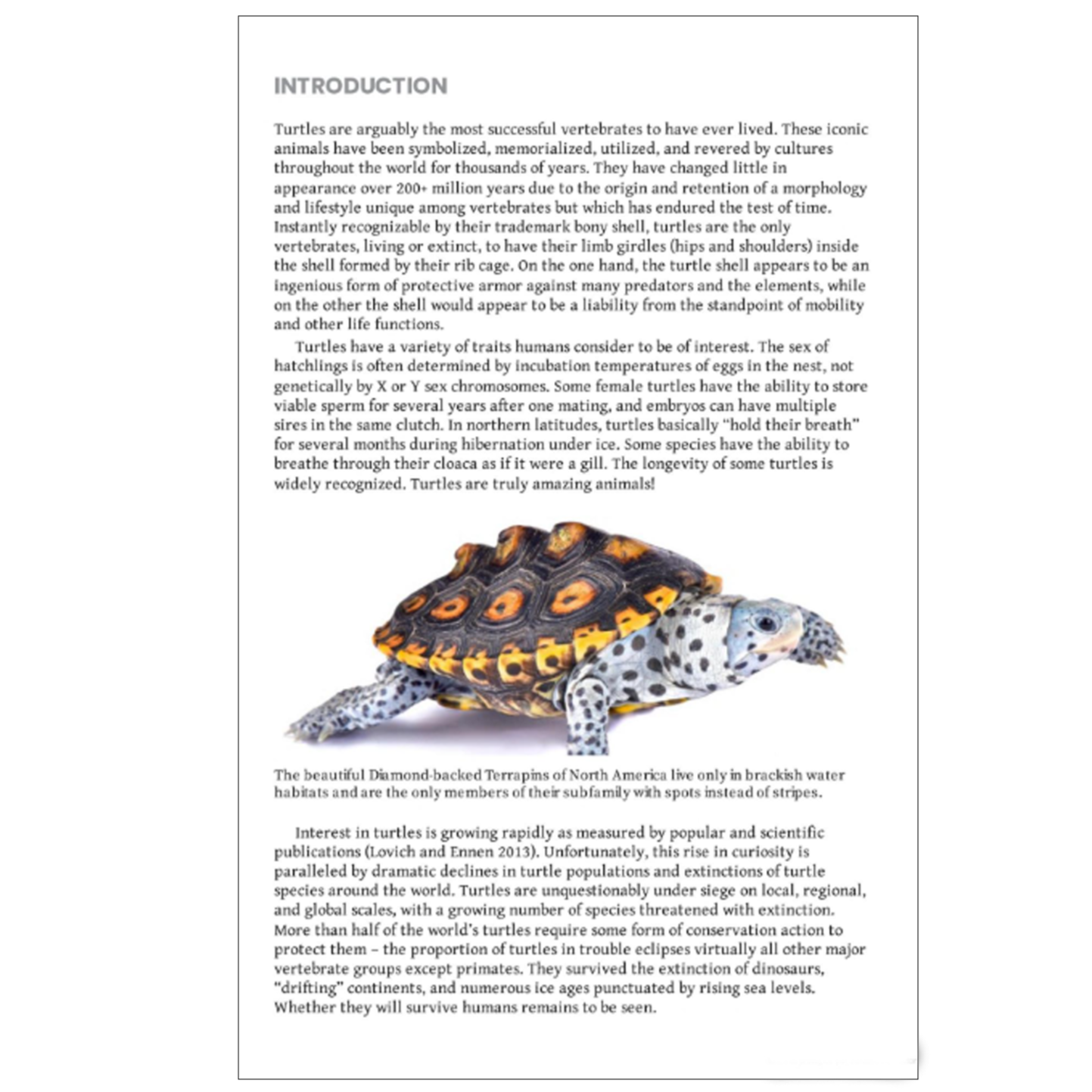 Turtles of the World | A Guide to Every Family - BIOWEB® Colombia