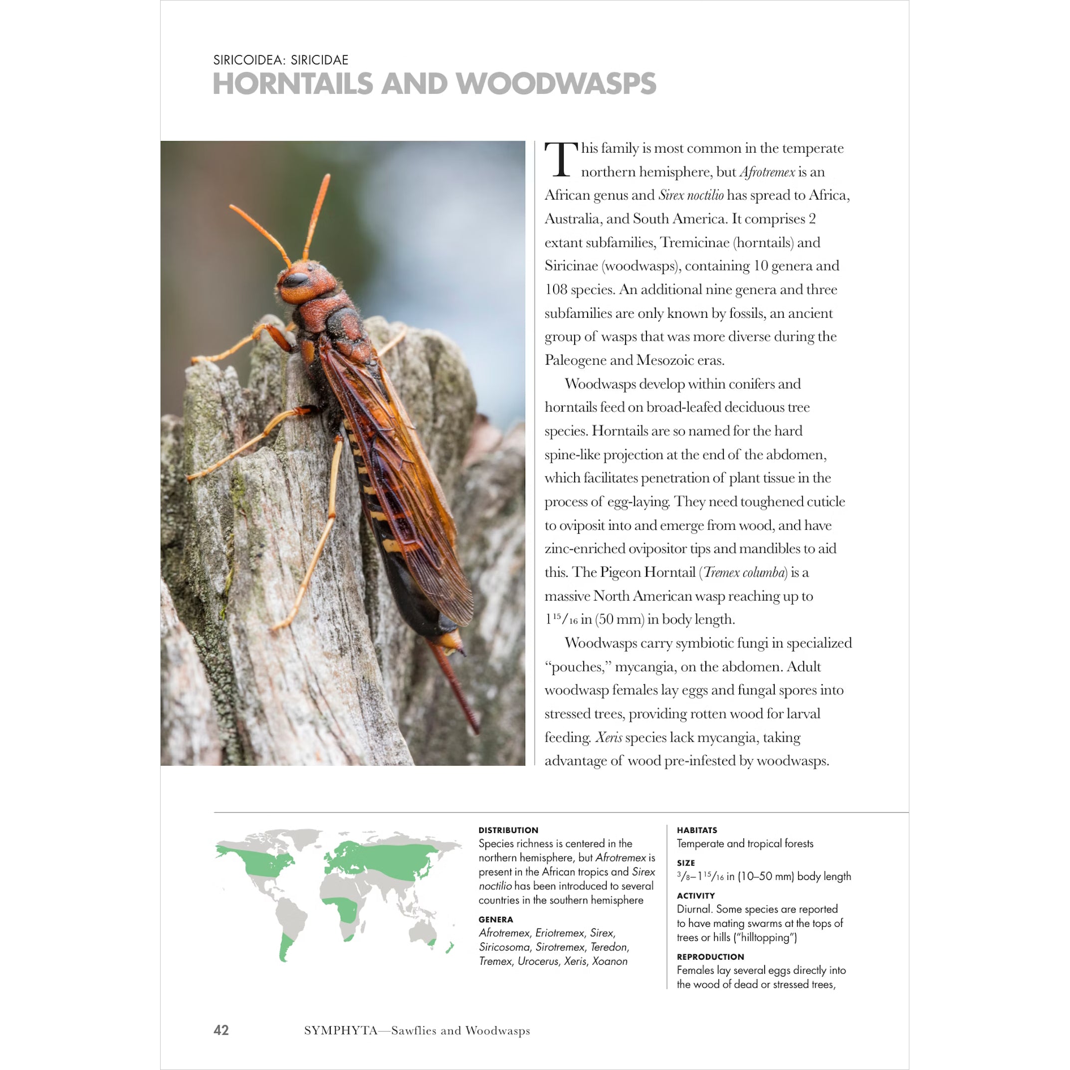 Wasps of the World: A Guide to Every Family - BIOWEB® Colombia