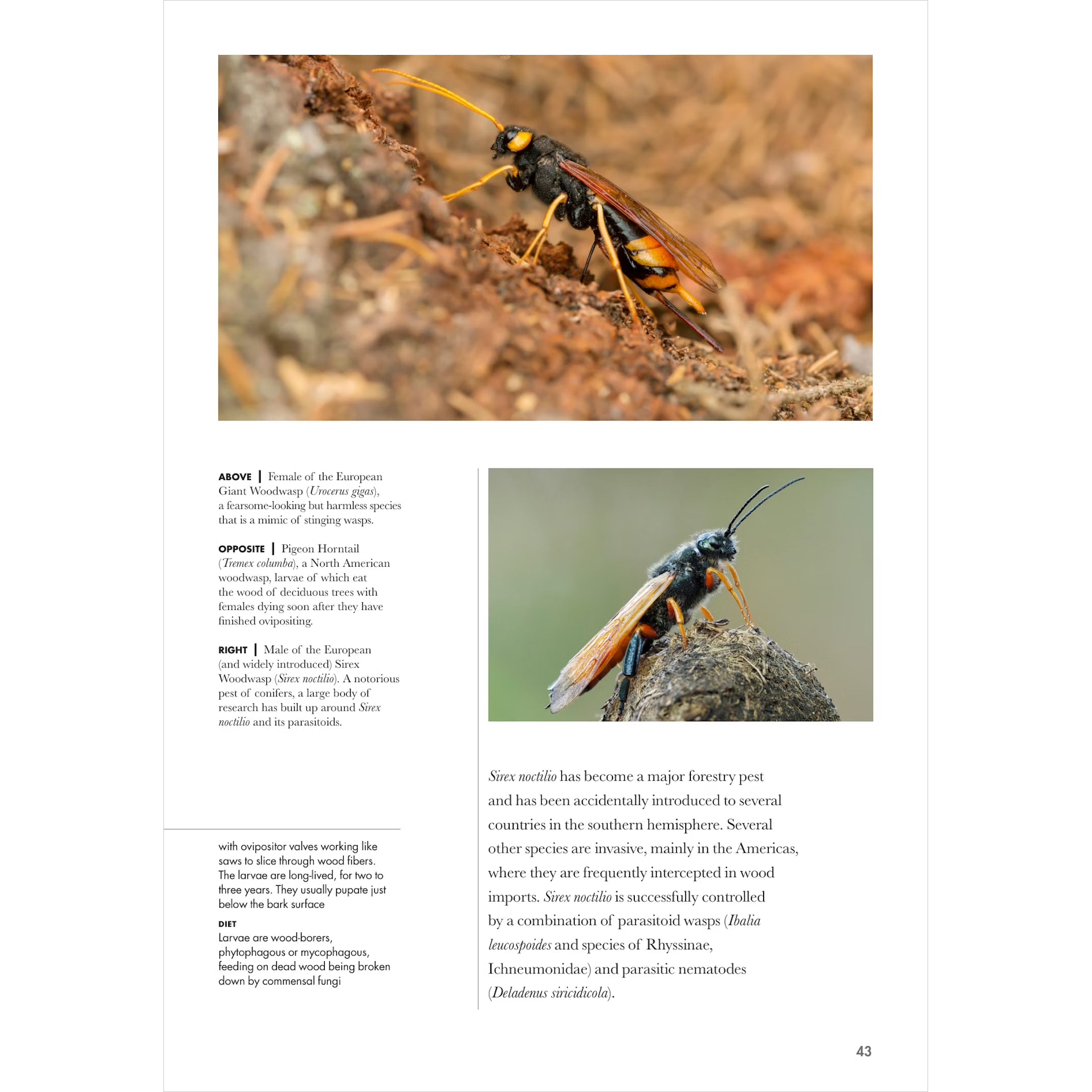Wasps of the World: A Guide to Every Family - BIOWEB® Colombia